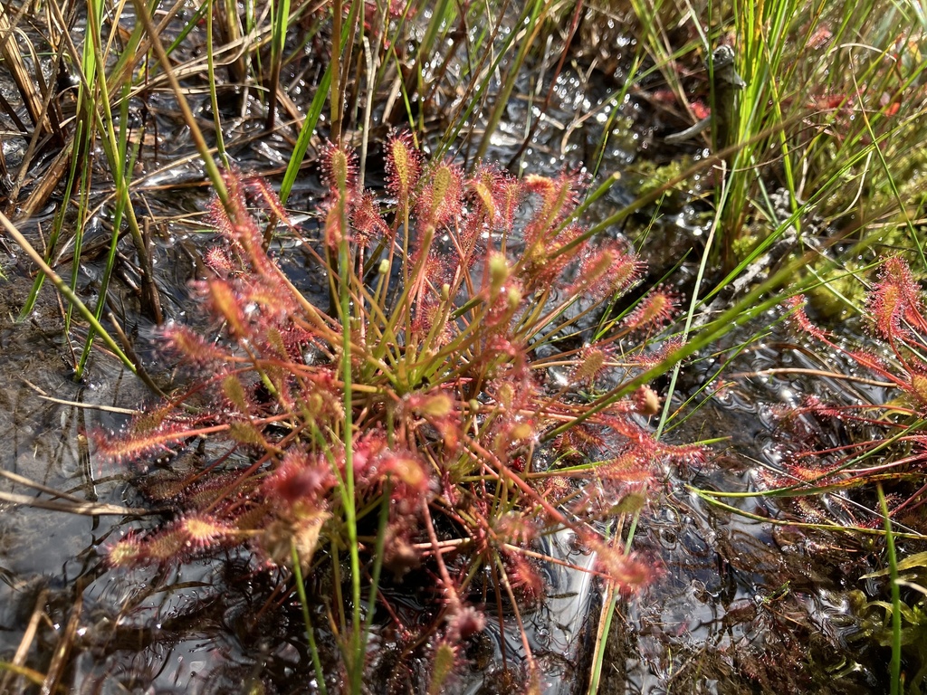 spoonleaf sundew from Boswell, PA, US on September 2, 2023 at 11:30 AM ...