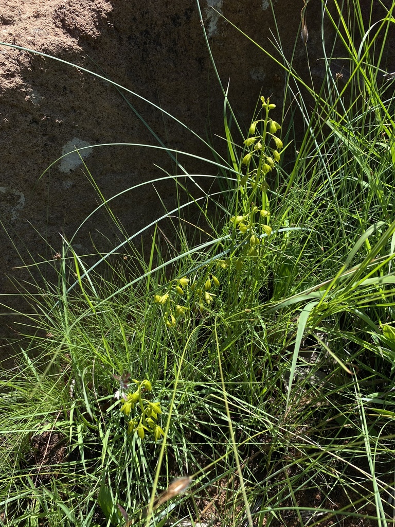 Orthochilus chloranthus in November 2023 by Carel Fourie · iNaturalist