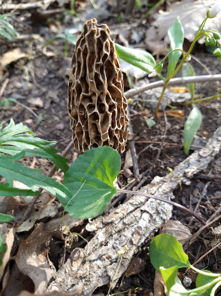 white morel in April 2023 by Tyler Miller · iNaturalist