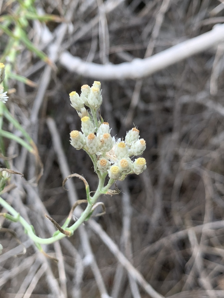 white rabbit-tobacco from La Paz, MX-BS, MX on November 8, 2023 at 10: ...