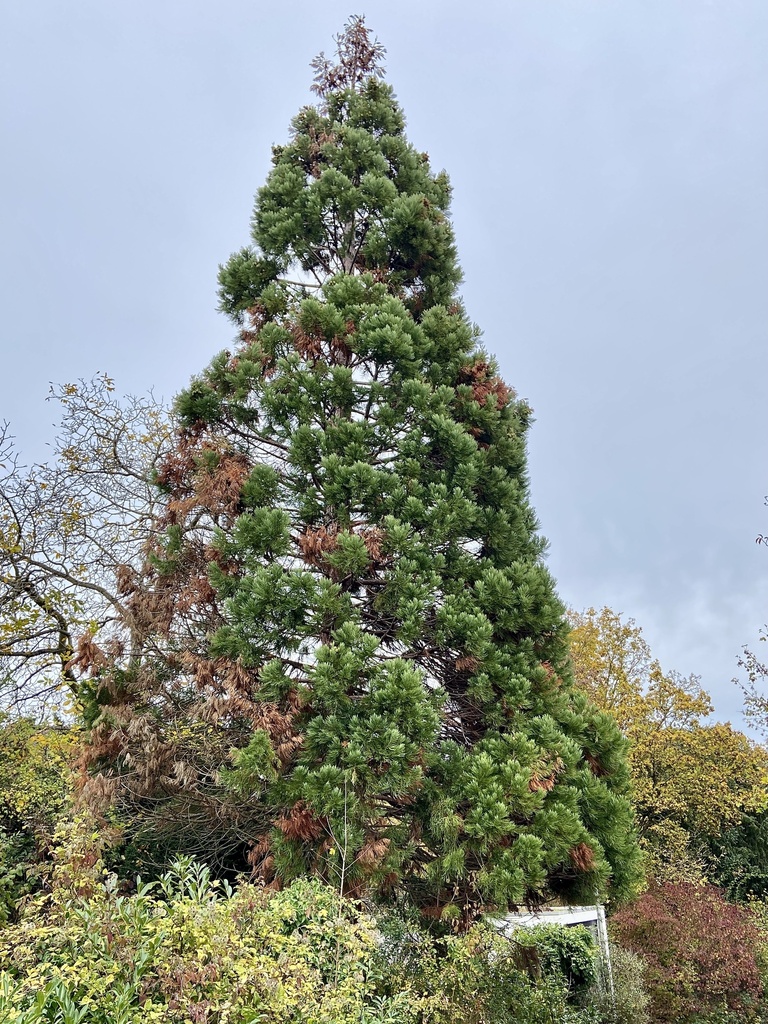 giant sequoia from Auf der Kanzel, Stuttgart, Baden-Württemberg, DE on ...