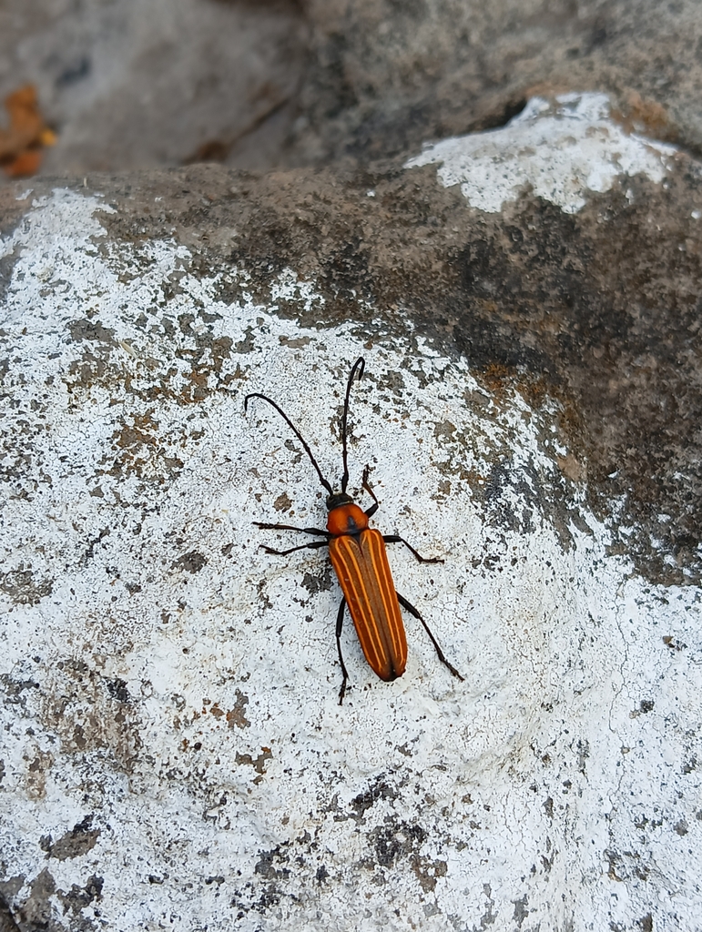 Ischnocnemis luteicollis from Chapala, MX-JA, MX on November 12, 2023 ...