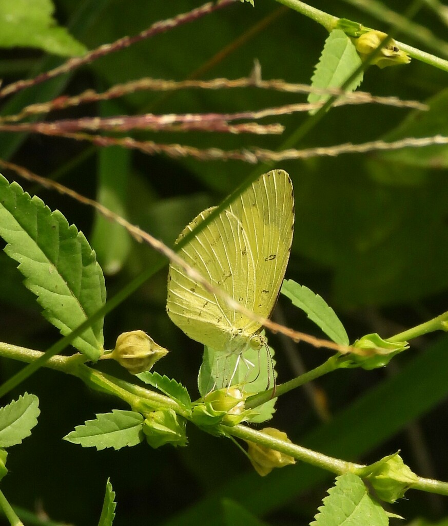 Common Grass Yellow from Mysore Division, Karnataka, India on November ...