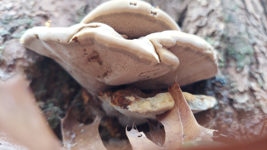 Stinking Orange Oyster from Church View on November 12, 2023 at 11:13 ...