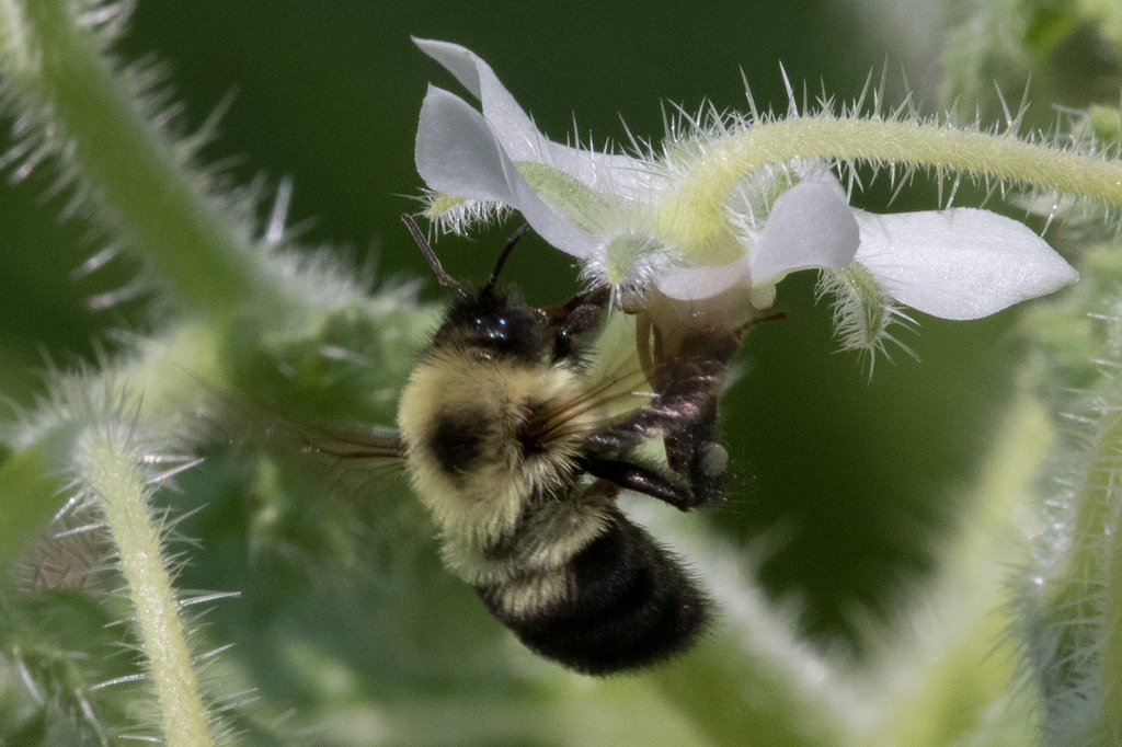 Two-spotted Bumble Bee from Washington County, VT, USA on July 13, 2023 ...