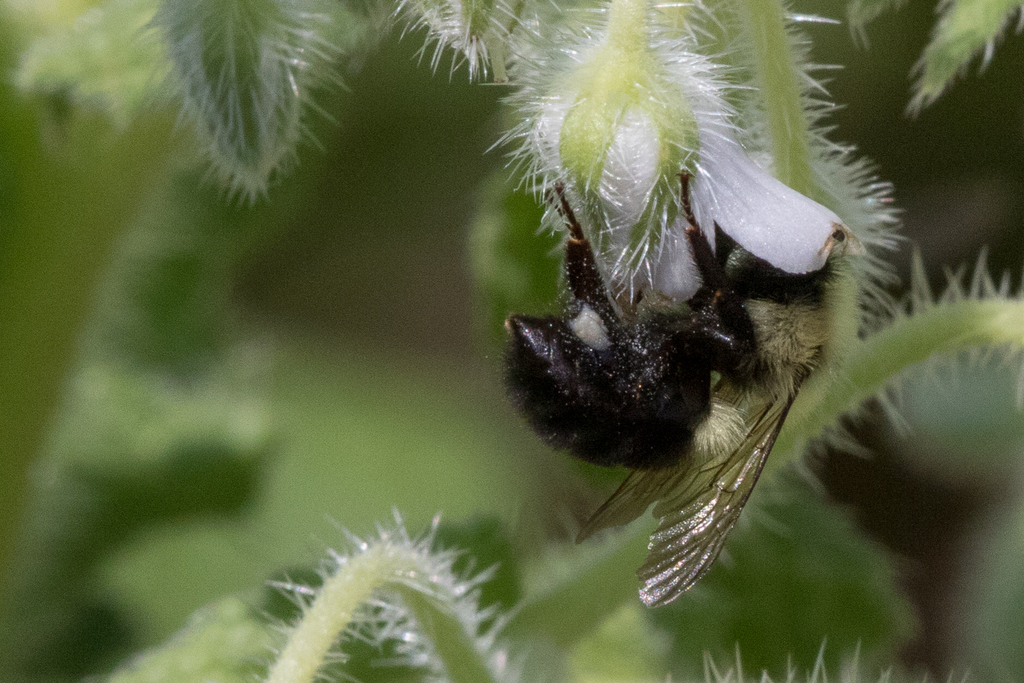 Common Eastern Bumble Bee from Washington County, VT, USA on July 13 ...