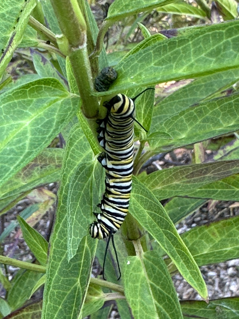 Monarch from Mt. Cuba Center, Hockessin, DE, US on September 1, 2023 at ...