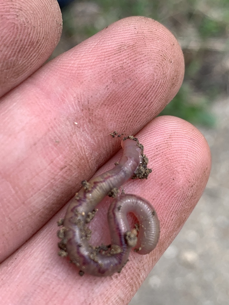 Common Earthworm from Great West Loop, Morgan's Point Resort, TX, US on ...