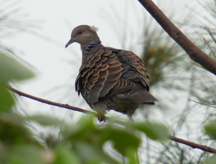 Oriental Turtle-Dove from Kabira, Ishigaki, Okinawa 907-0453, Japan on ...