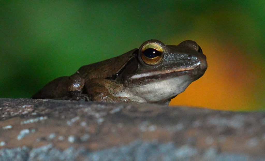 Common Southeast Asian Tree Frog from Ishigaki, Okinawa 907-0023, Japan ...