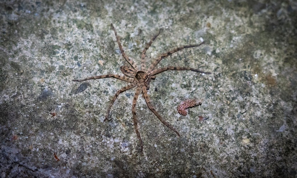 Huntsman Spiders from Ishigaki, Okinawa 907-0023, Japan on April 19 ...