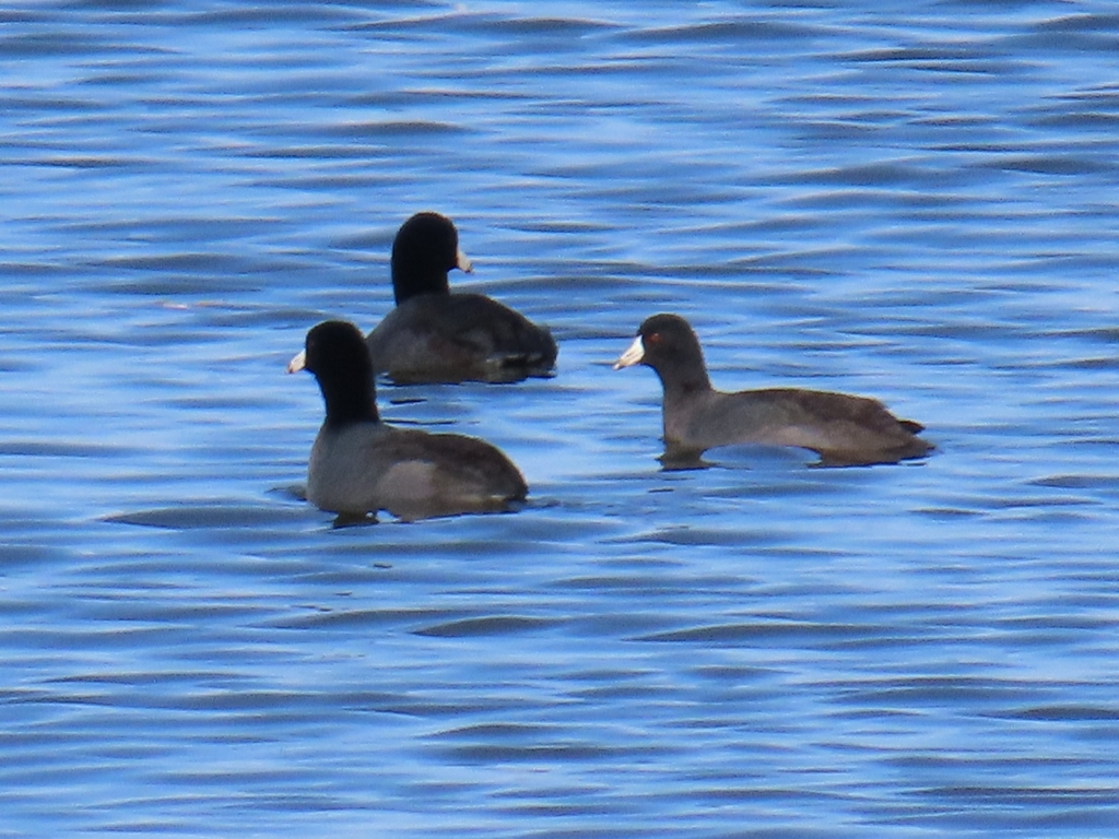 American Coot from Curtice, OH 43412, USA on November 12, 2023 at 11:35 ...