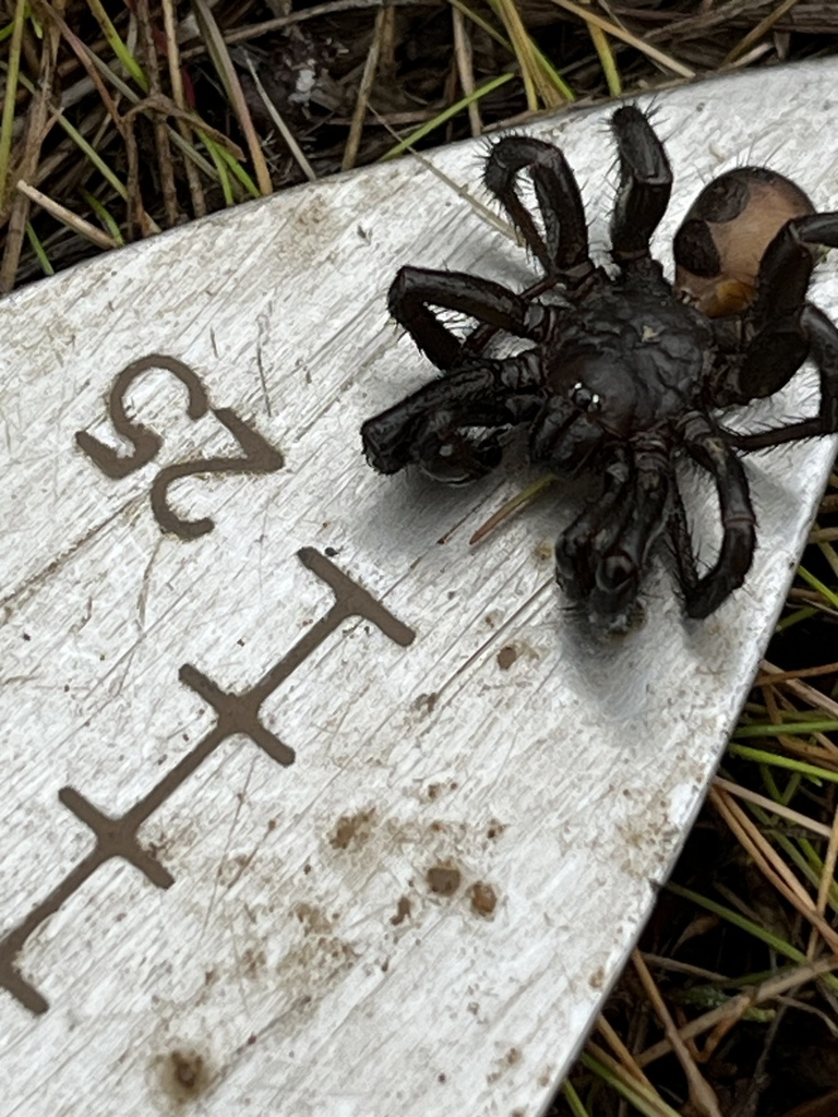 Pacific Foldingdoor Spider from Eugene, OR, US on November 10, 2023 at ...