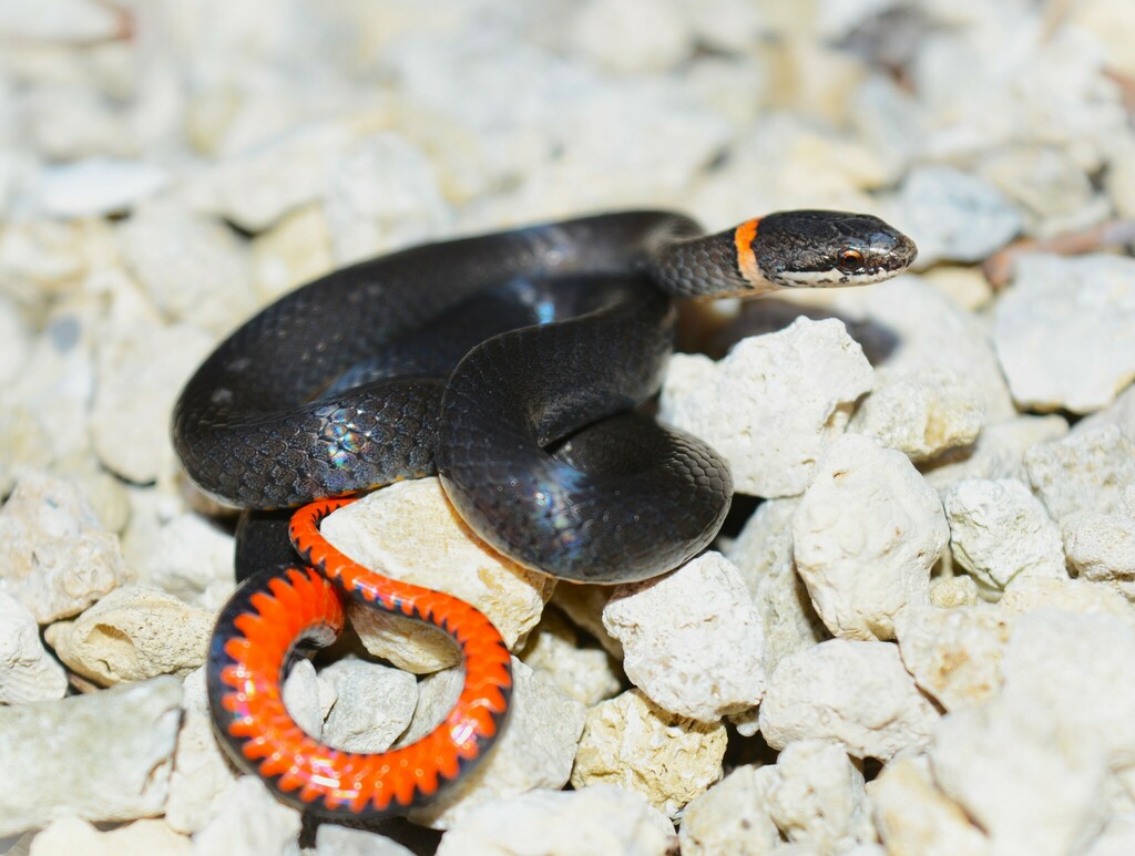 Southern Ringneck Snake in November 2023 by man4nature · iNaturalist