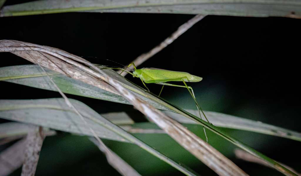 Elimaea yaeyamensis from Uehara, Taketomi, Yaeyama District, Okinawa ...