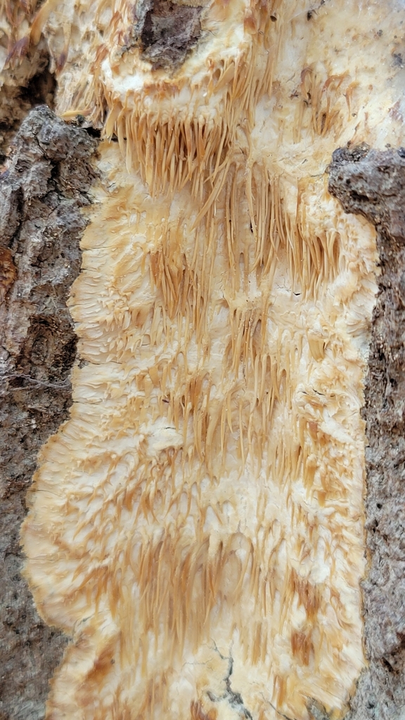 marshmallow polypore from Washington, DC 20008, USA on November 12 ...