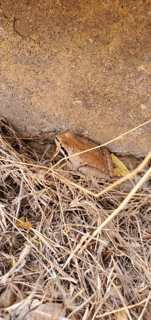 Sierran Tree Frog from Reno, NV 89521, USA on November 12, 2023 at 11: ...