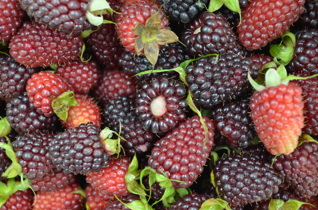 Andean Raspberry from Silvania, Cundinamarca, Colombia on January 13 ...
