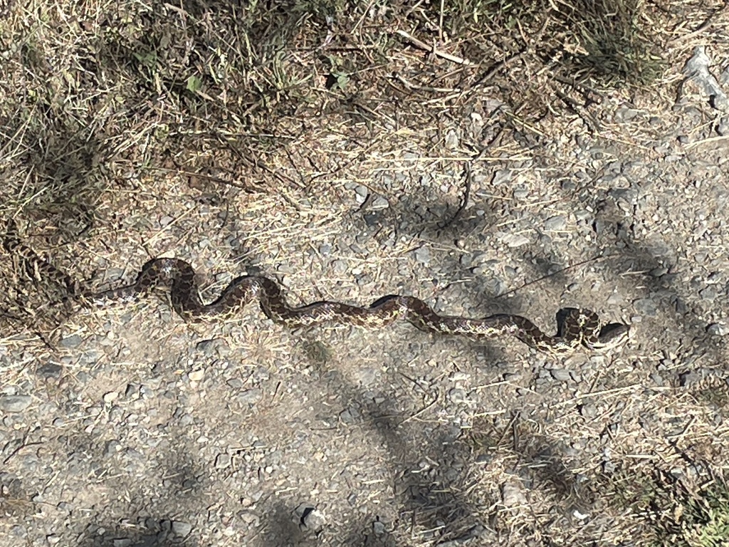 Pacific Gopher Snake from McLaughlin Eastshore State Park, Berkeley, CA ...