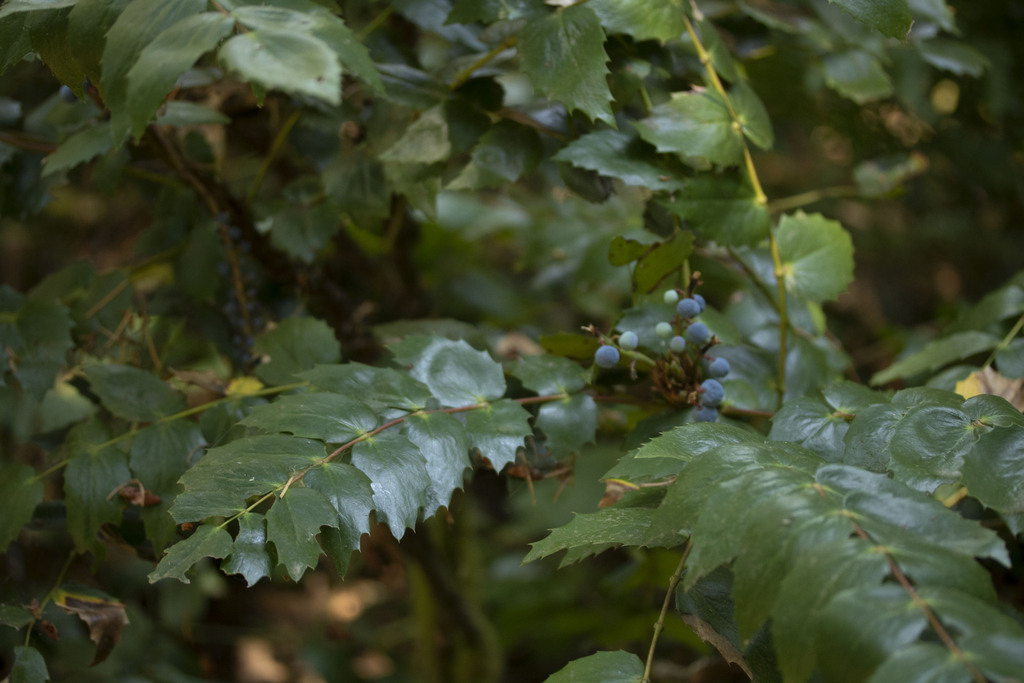 Cascade Oregon-grape from Washington County, OR, USA on August 26, 2023 ...