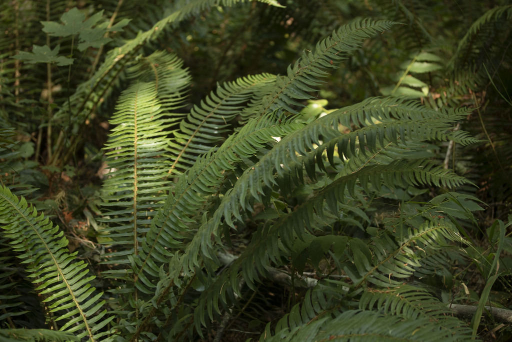 western sword fern from Washington County, OR, USA on August 26, 2023 ...