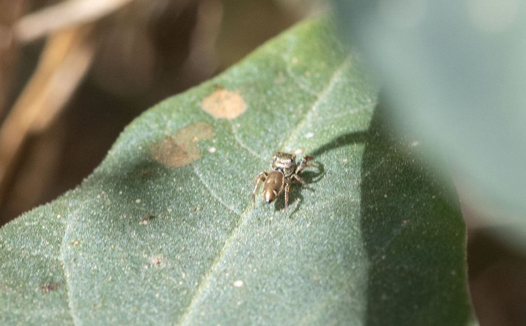 Buttonhook Leaf-beetle Jumping Spider from Tarzana, Los Angeles, CA ...
