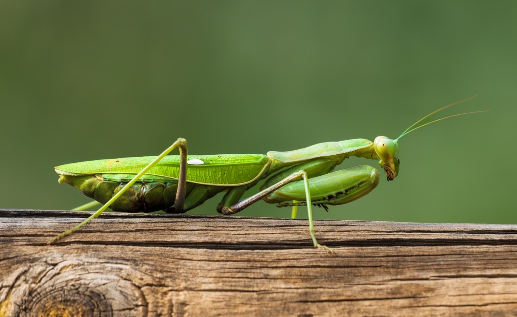 Giant African Mantis from Campo de la Verdad-Miraflores, Córdoba ...