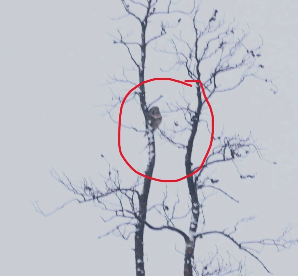 Northern Hawk Owl in November 2023 by S. Phippen · iNaturalist