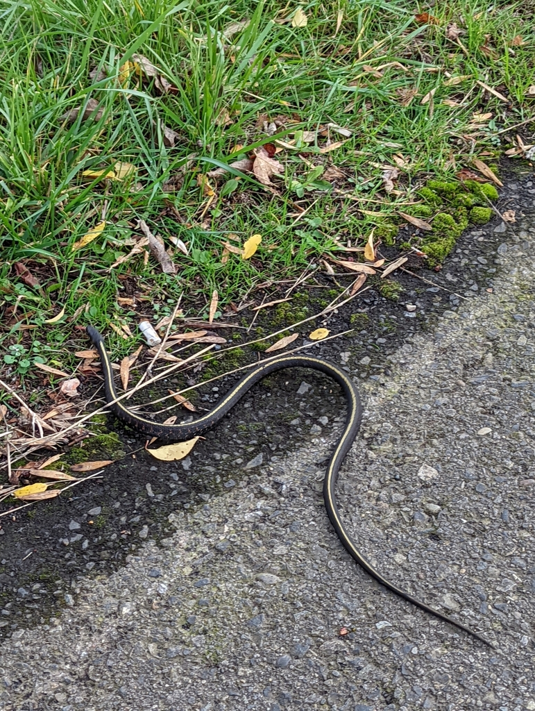 Common Garter Snake from Sunnyside - Walnut Grove, WA, USA on November ...