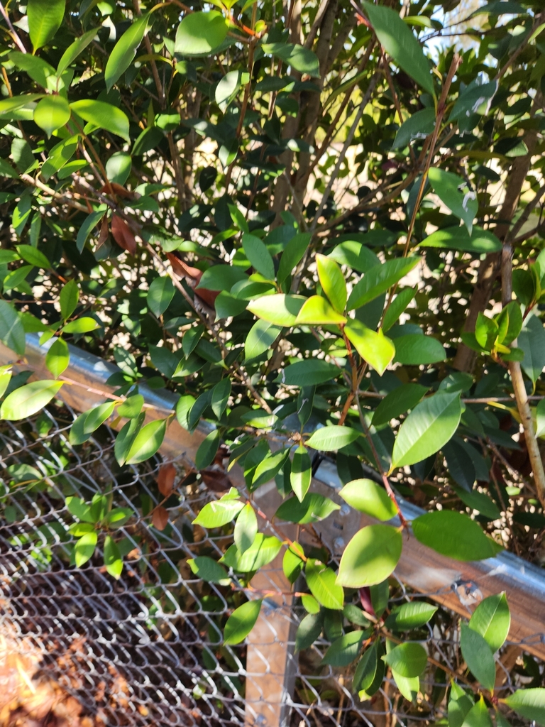 Something from Fernvale on November 13, 2023 at 09:06 AM by Trace ...