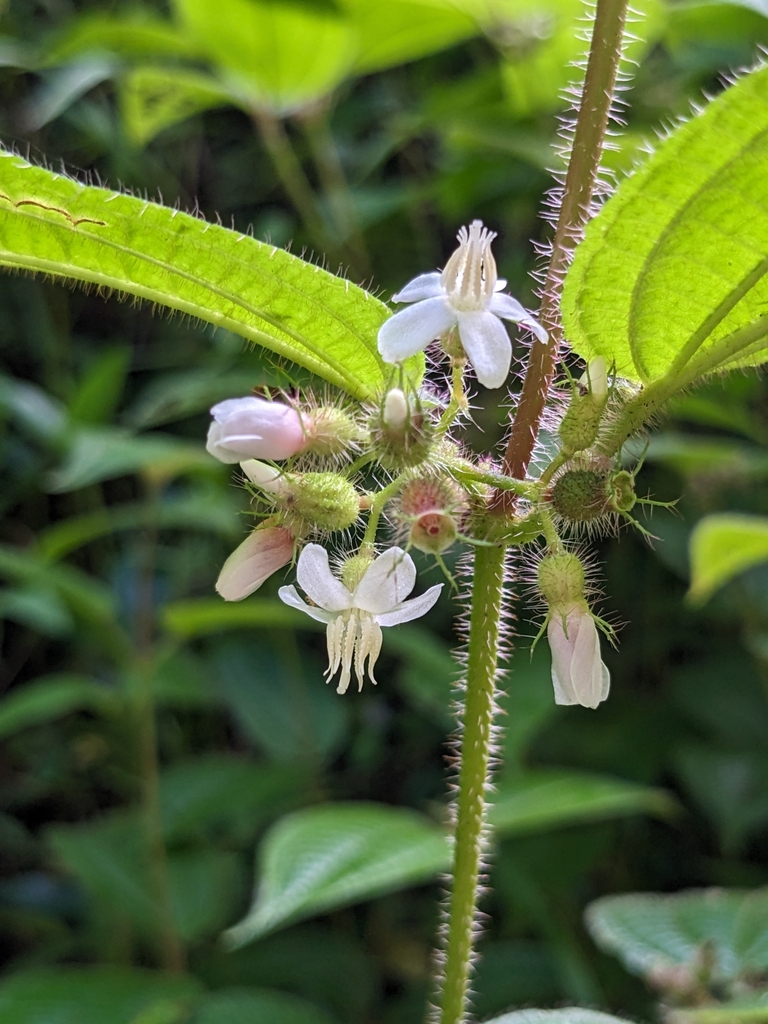 Koster's curse from 95PV+FP, Kaneohe, HI 96744, USA on November 12 ...