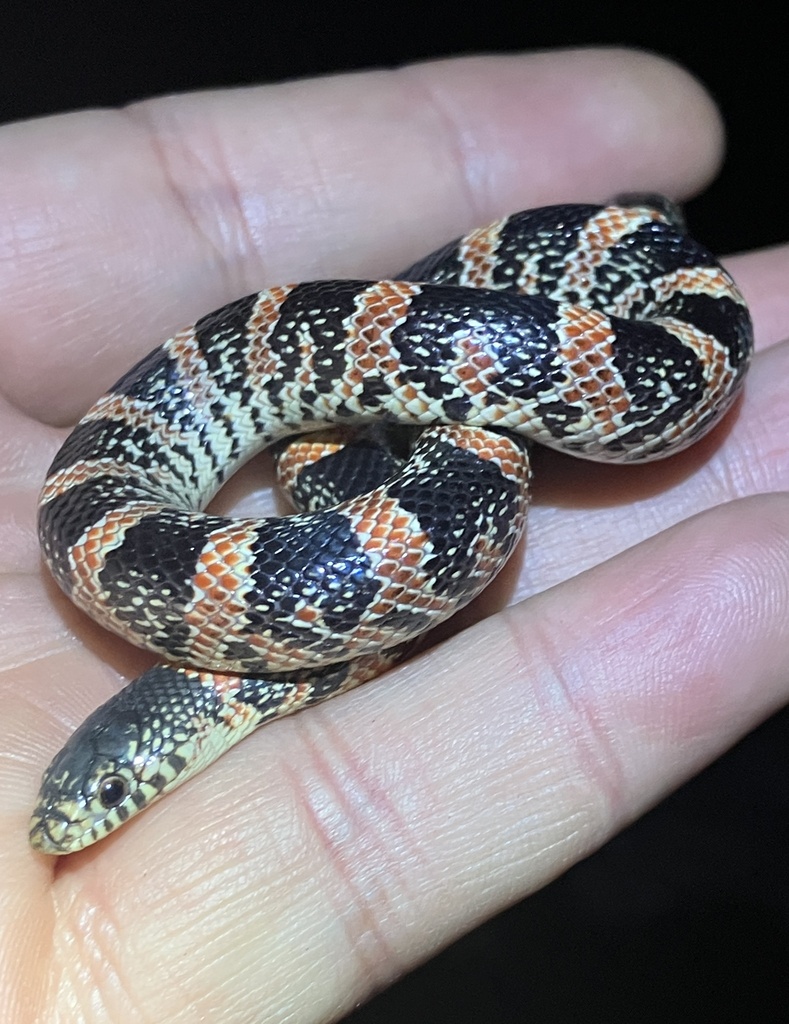 Long-nosed Snake from Marine Corps Base Camp Pendleton, Camp Pendleton ...