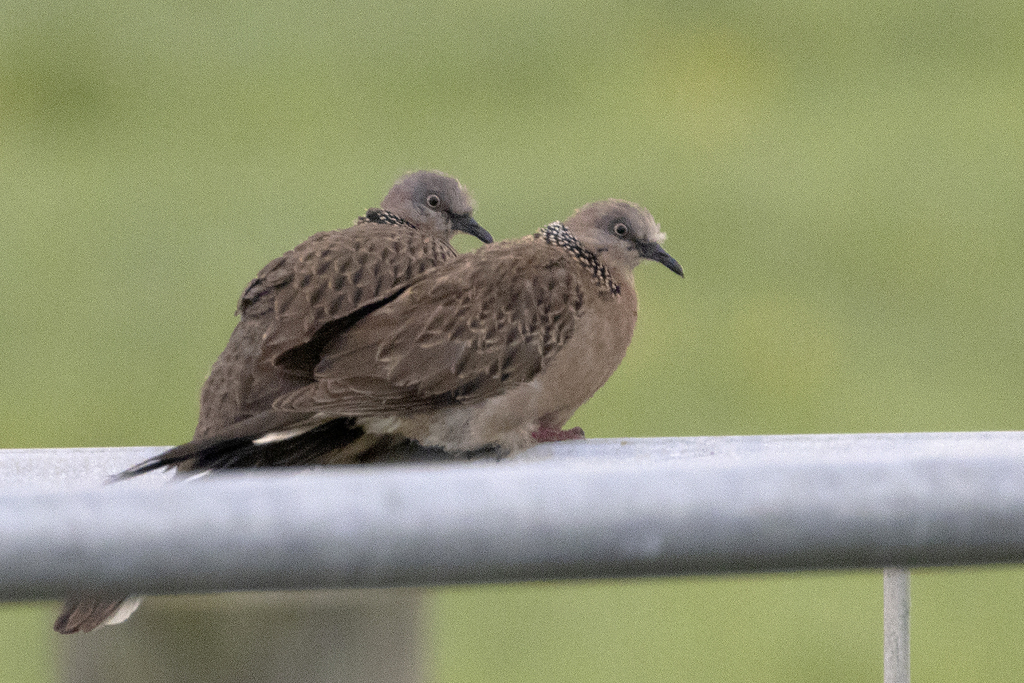 Southeast Asian Spotted Dove from Paengaroa, New Zealand on November 1 ...