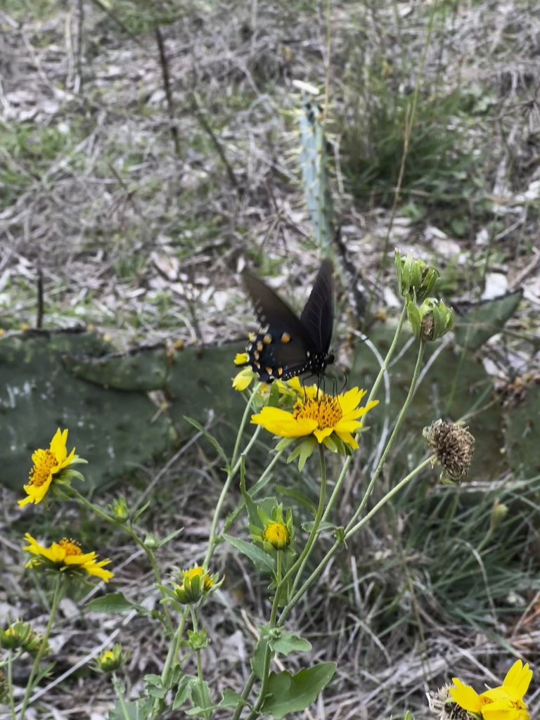 Pipevine Swallowtail from Marble Falls, TX, US on November 12, 2023 at ...