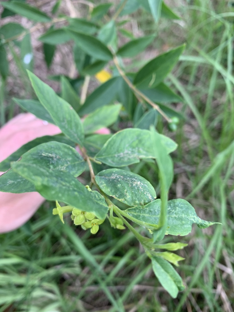 Bootlace Plant from Vallances Rd, Mullumbimby, NSW, AU on November 13 ...