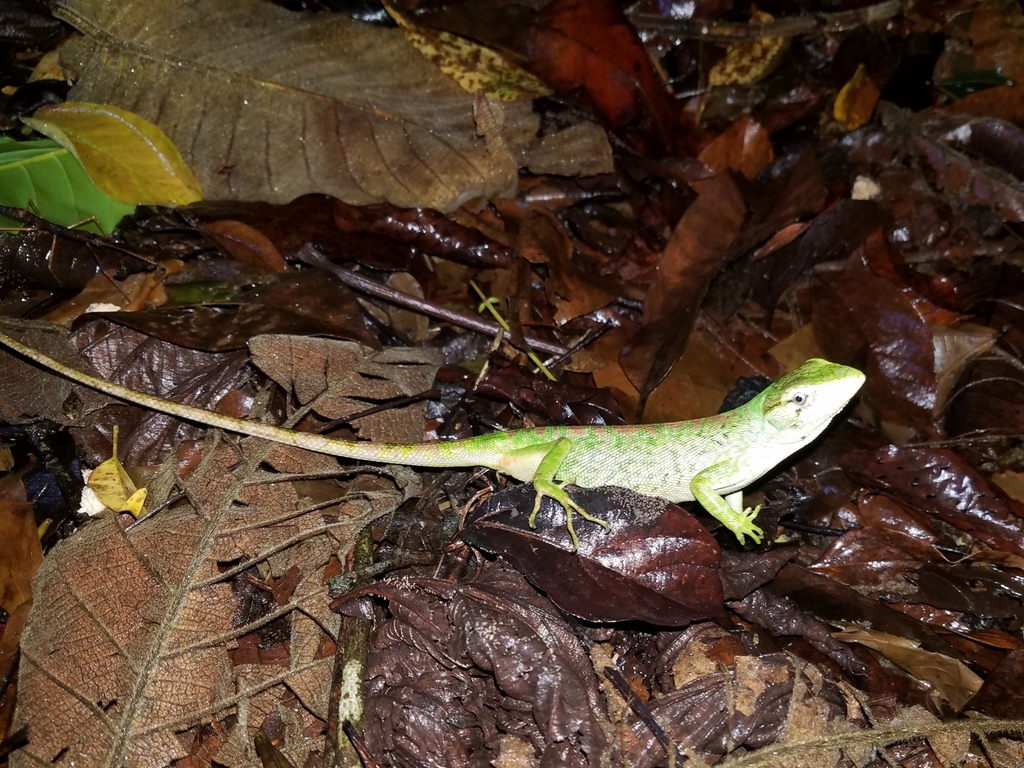 Audubon's Multicolored Lizard from Tunapuna/Piarco Regional Corporation ...