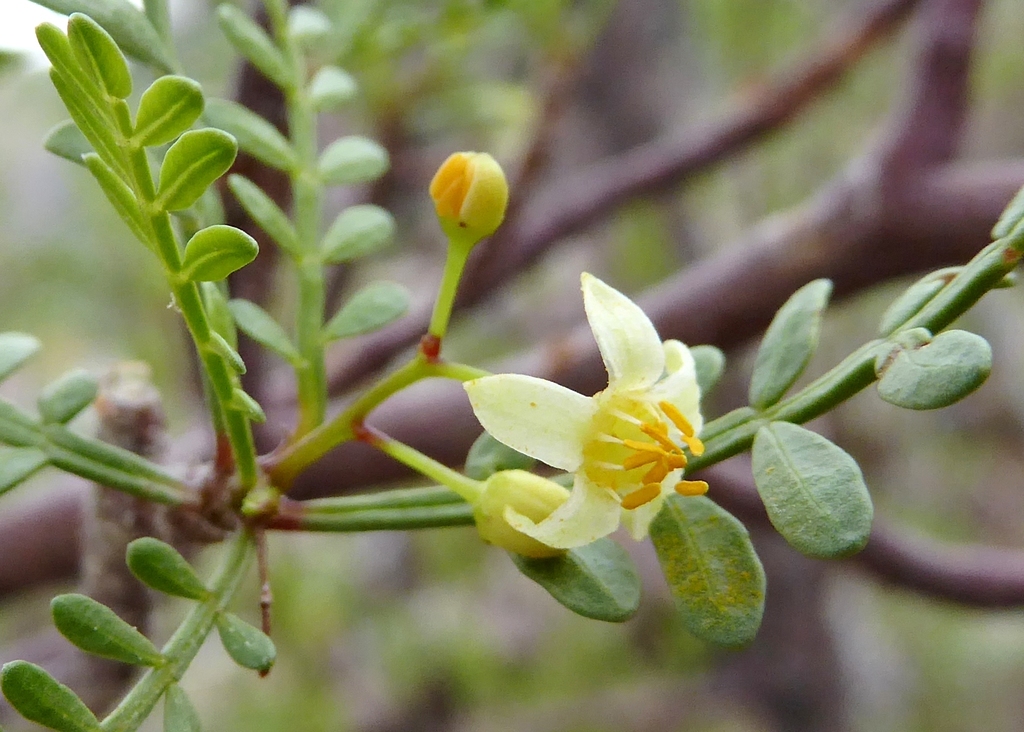 elephant tree from Ahwatukee Foothills Village, Phoenix, AZ, USA on ...