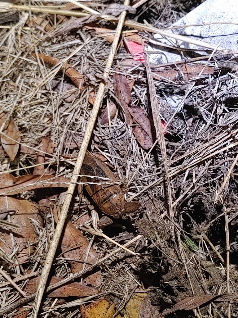 Uhler's Giant Water Bug from Martin, TN, USA on November 12, 2023 at 08 ...