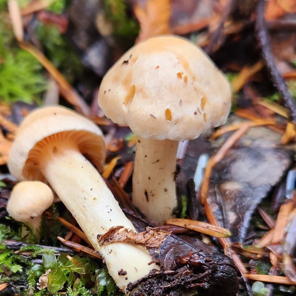 Waxcaps and Allies from Oak Harbor, WA 98277, USA on November 11, 2023 ...