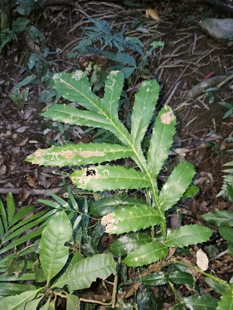Red Bopple Nut from Tallebudgera Valley QLD 4228, Australia on November ...
