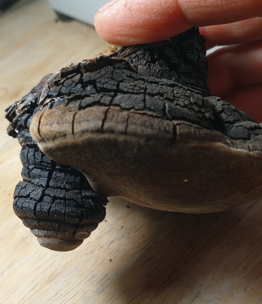 Phellinus badius in November 2023 by Melissa Mundt. On dead mesquite ...