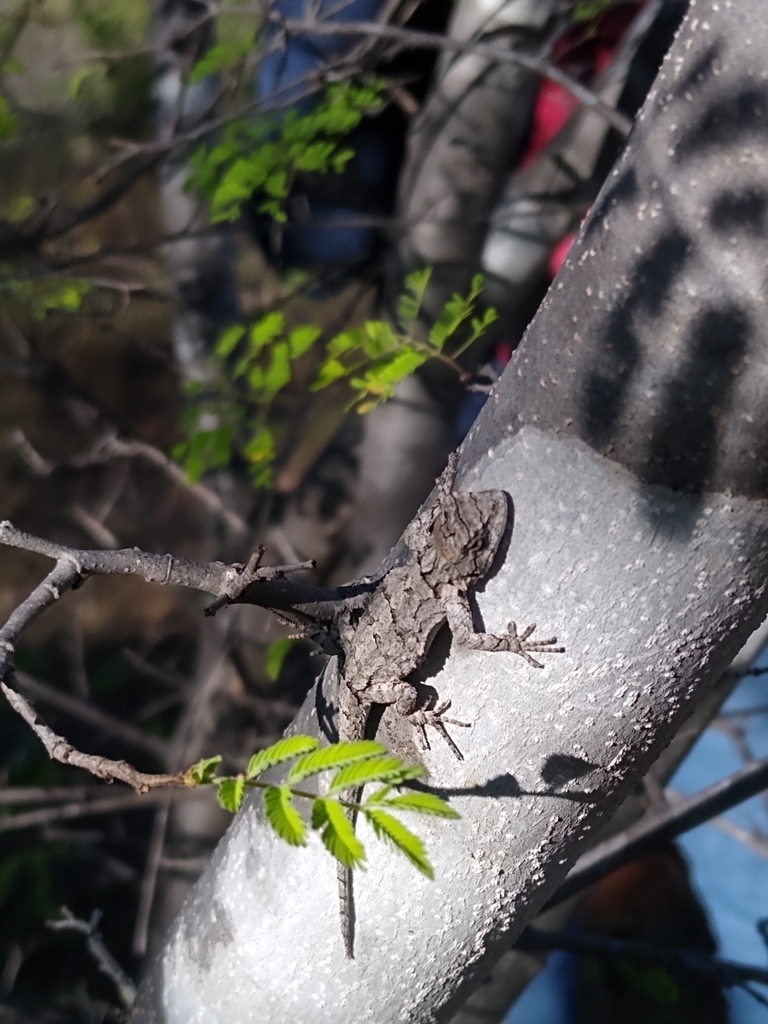 Tropical tree lizard from 85775 Son., México on November 12, 2023 at 08 ...