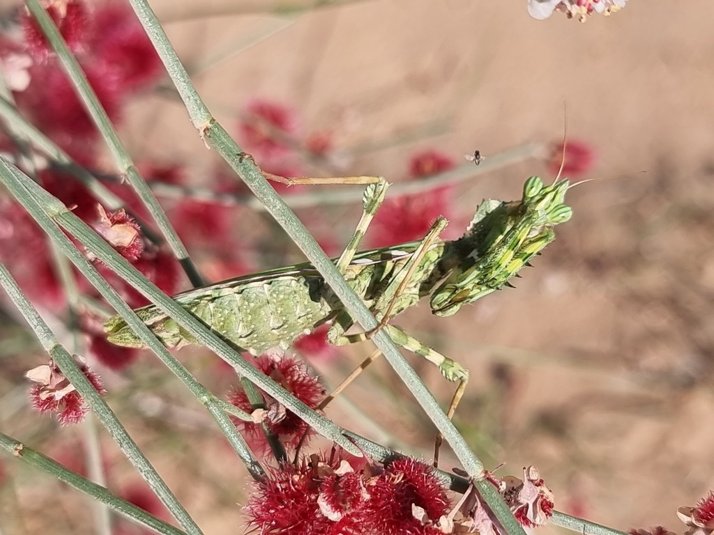 Thistle Mantis from Al Zowair - Umm Al Quawain - United Arab Emirates ...