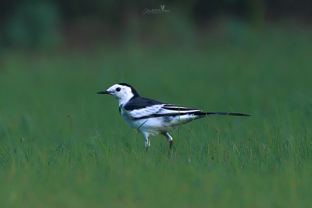 Amur Wagtail from Guangzhou, China, 510010 on November 5, 2023 at 06:21 ...