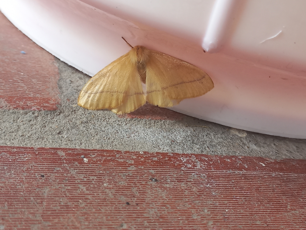 Monkey Moth from Swaminathan Nagar, Kottivakkam, Chennai, Tamil Nadu ...