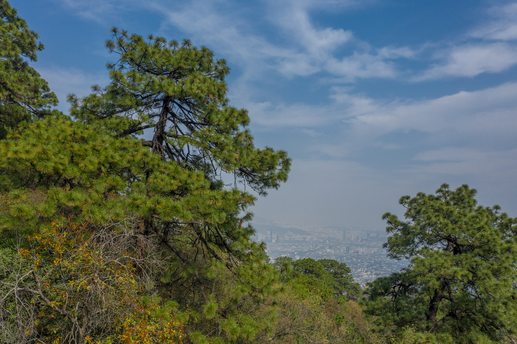 Teocote pine from Carretera a Chipinque Km. 2.5, Valle de San Angel ...
