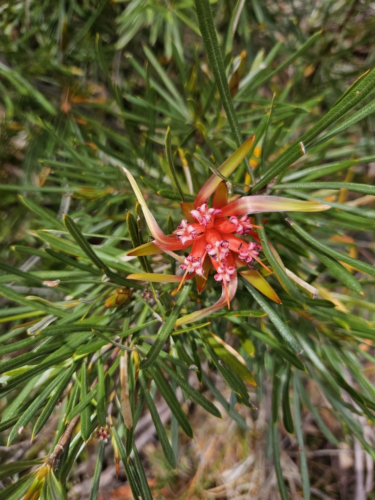 Mountain Devil from Blue Mountains, NSW, Australia on November 13, 2023 ...
