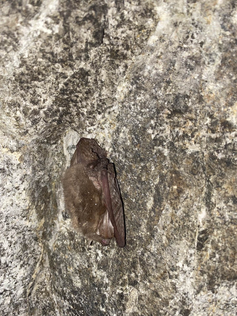 Townsend's Big-eared Bat from San Bernardino National Forest, Big Bear ...