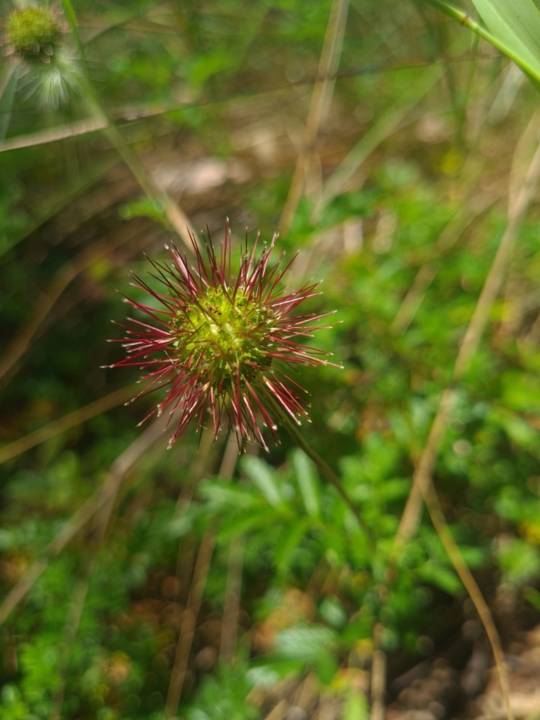 Biddy-biddy from Onkaparinga Hills SA 5163, Australia on November 13 ...