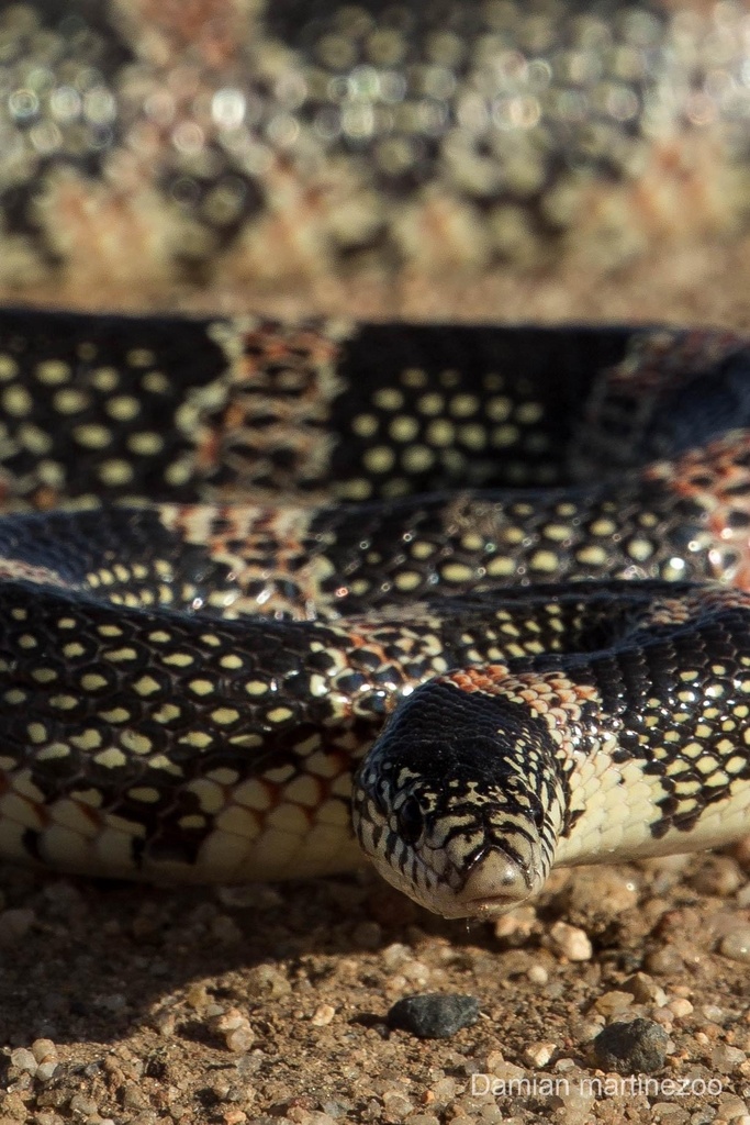 Long-nosed Snake in November 2023 by Marco Antonio Martinez Damian ...